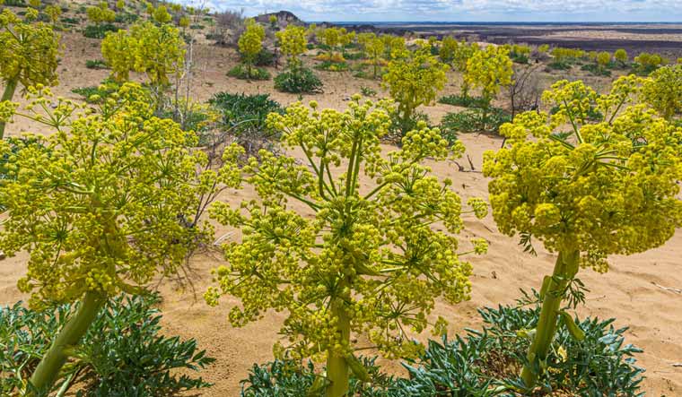 Finding asafoetida aka hing – tales of Suchita